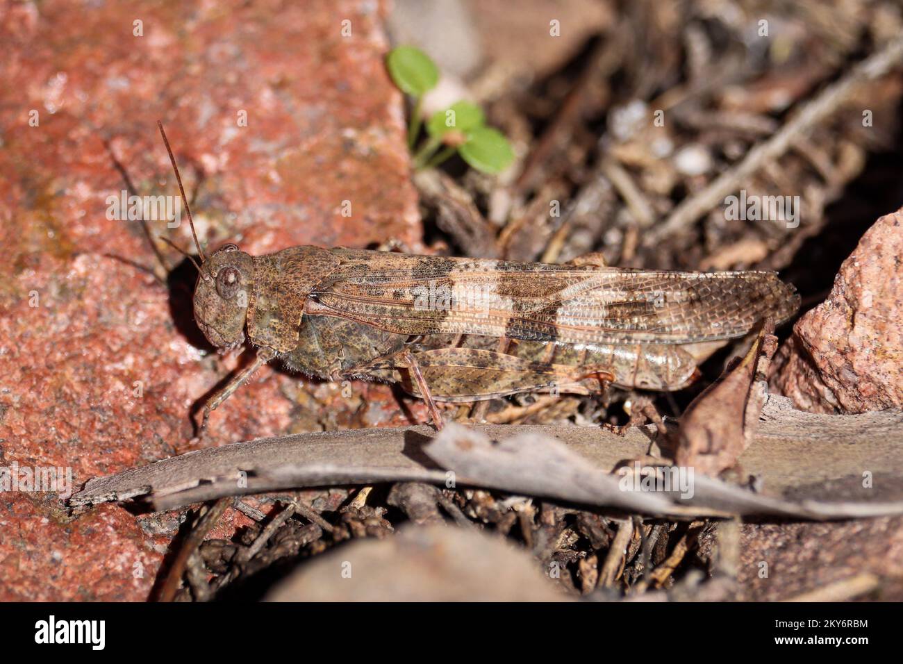 pallid-winged grasshopper or Trimerotropis pallidipennis standing on ...