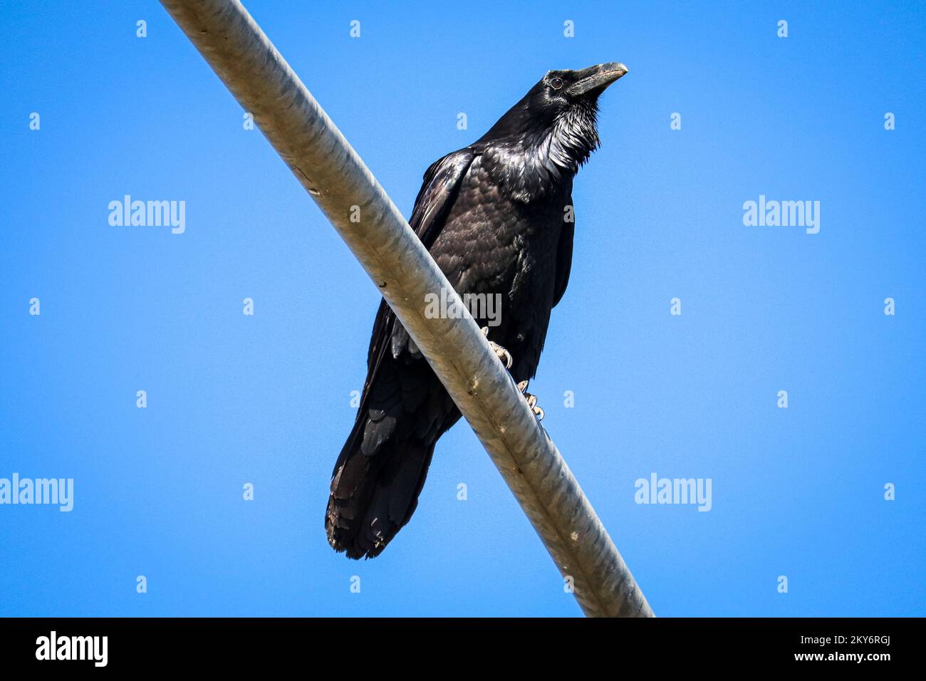 Common raven or Corvus corax standing on a lamp post at Green Valley ...