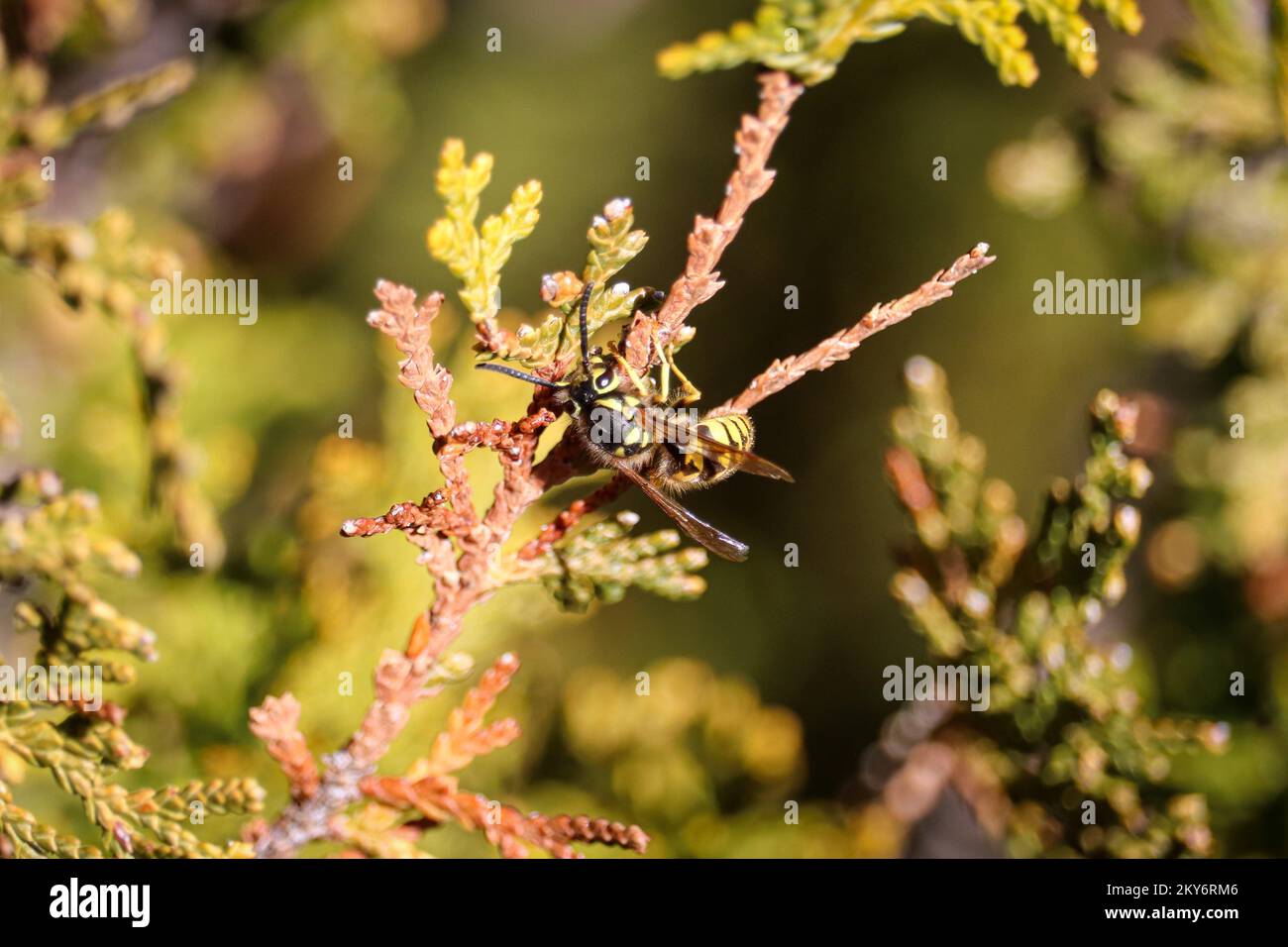 Western Yellowjacket or Vespula pensylvanica perching in an evergreen ...