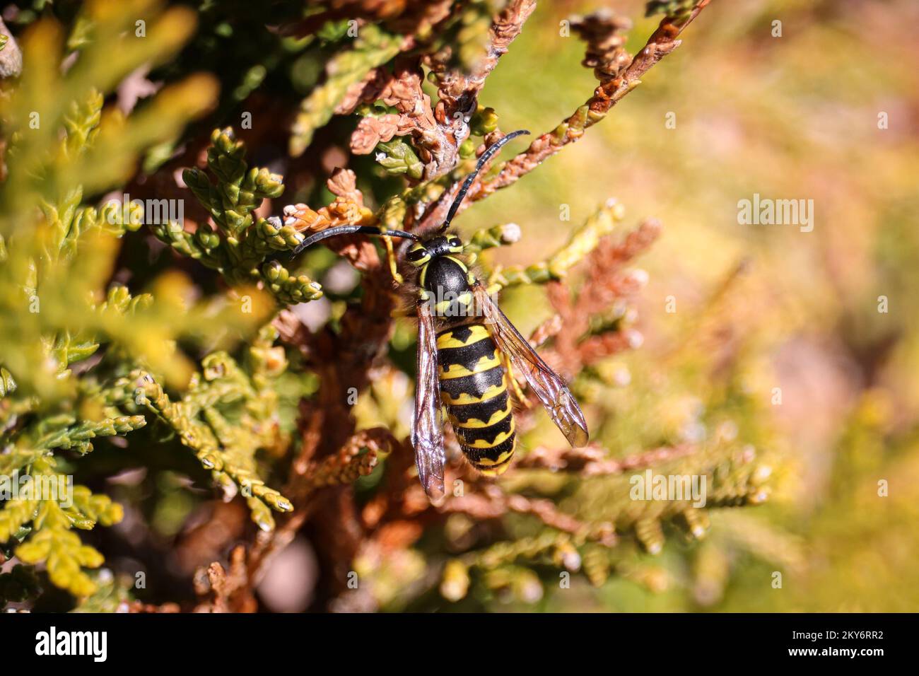 Queen Western Yellowjacket or Vespula pensylvanica perching in an ...