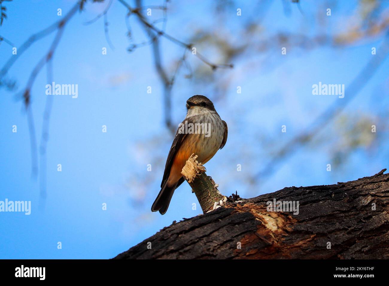 Female vermilion flycatcher or Pyrocephalus rubinus perching in a tree ...