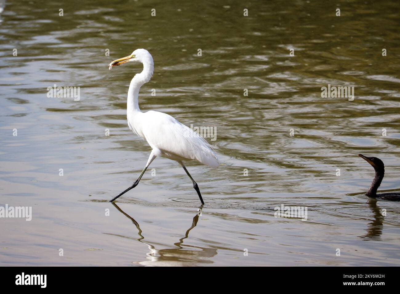 Great egret or Ardea alba feeding on a bluegill at the Riparian water ...
