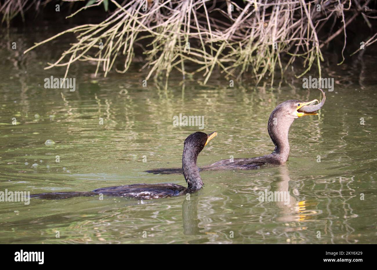 Double-crested cormorant or Nannopterum auritum feeding on a bluegill ...