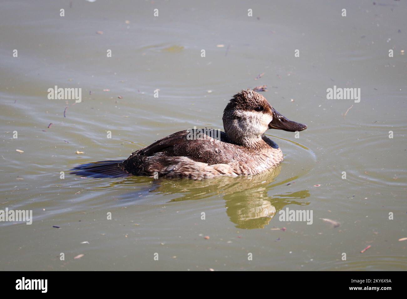 Ruddy Duck Female