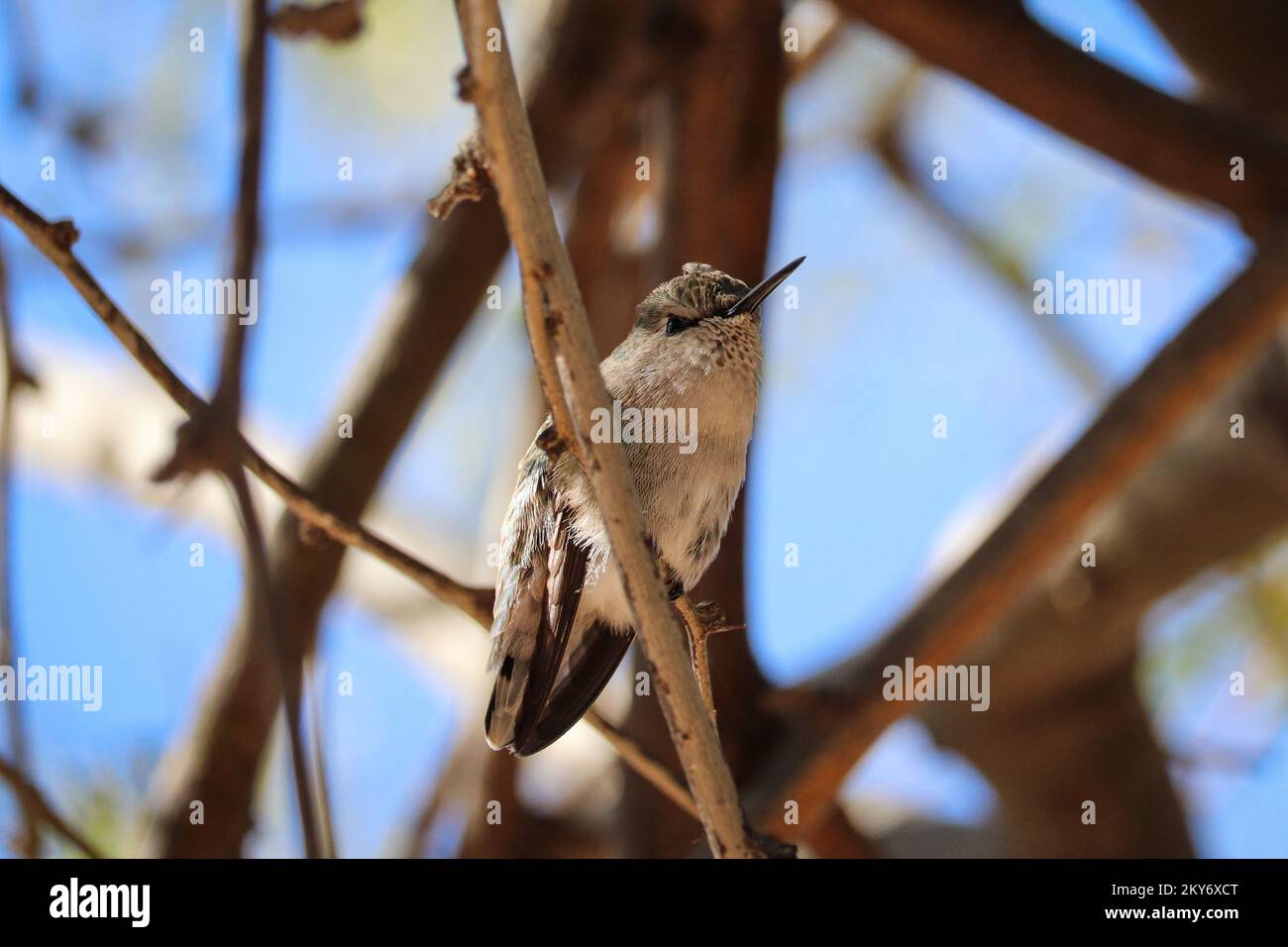 Female anna hummingbird hi-res stock photography and images - Alamy