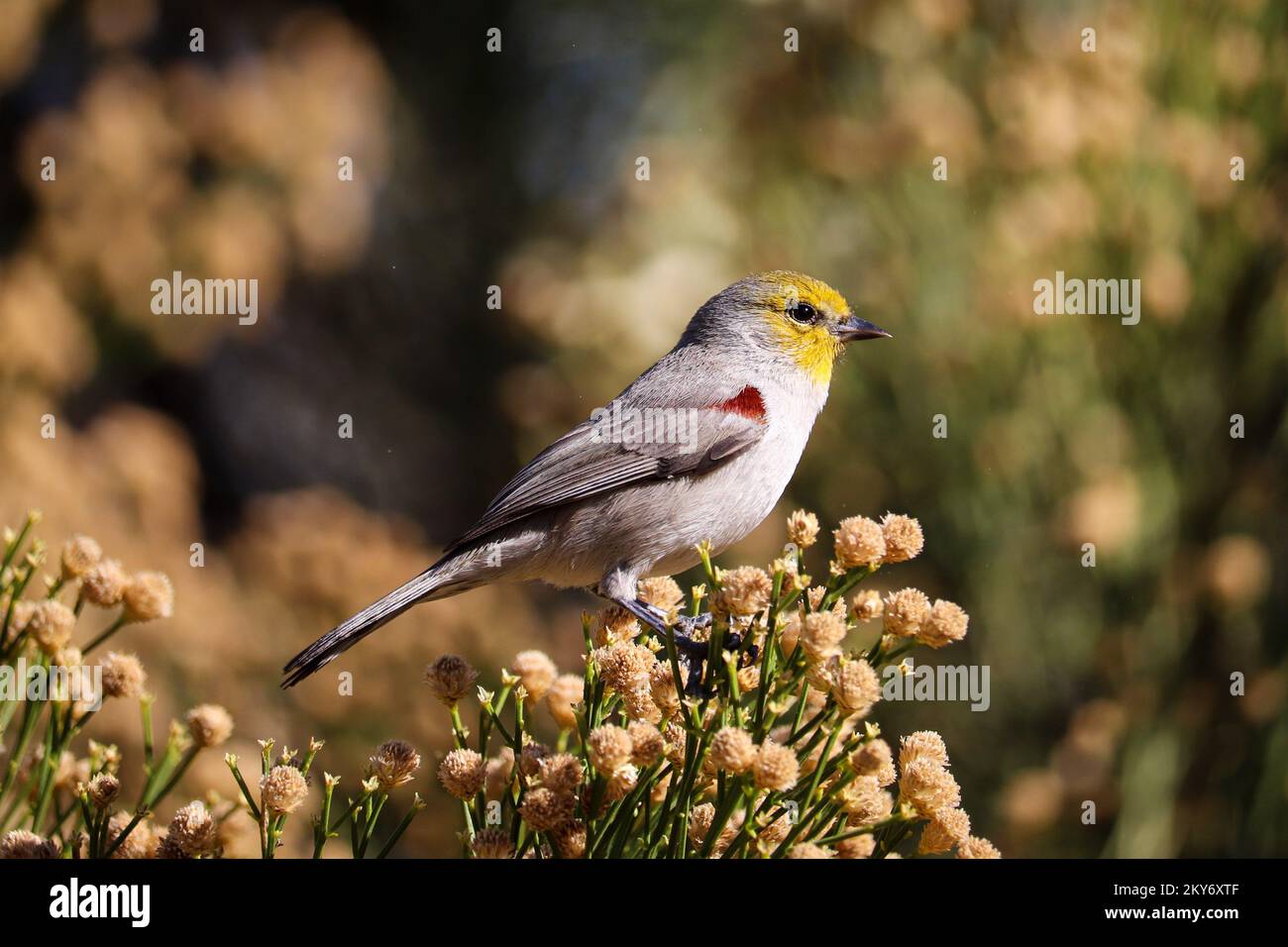Mâle verdin hi-res stock photography and images - Alamy