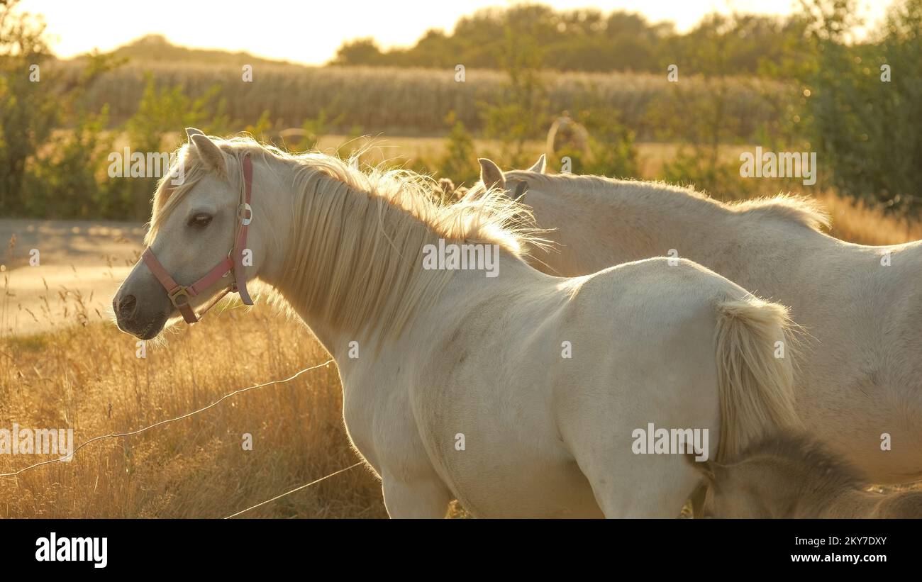 White horse with white mane portrait. horse in paddock at sunset.Farm ...