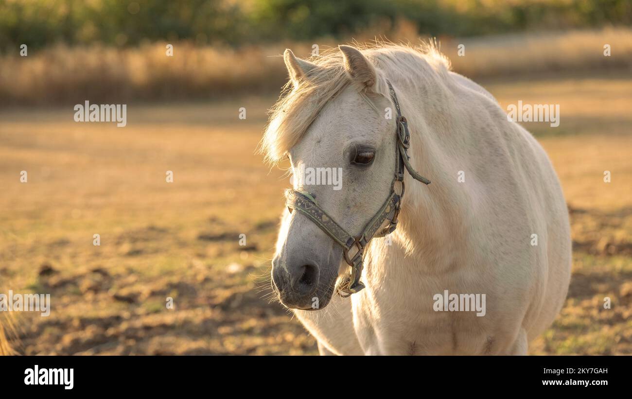 White horse in paddock at sunset.Farm animals.White horse with white ...