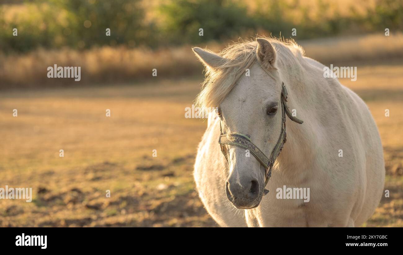 White horse in paddock at sunset.Farm animals. horse with white mane ...
