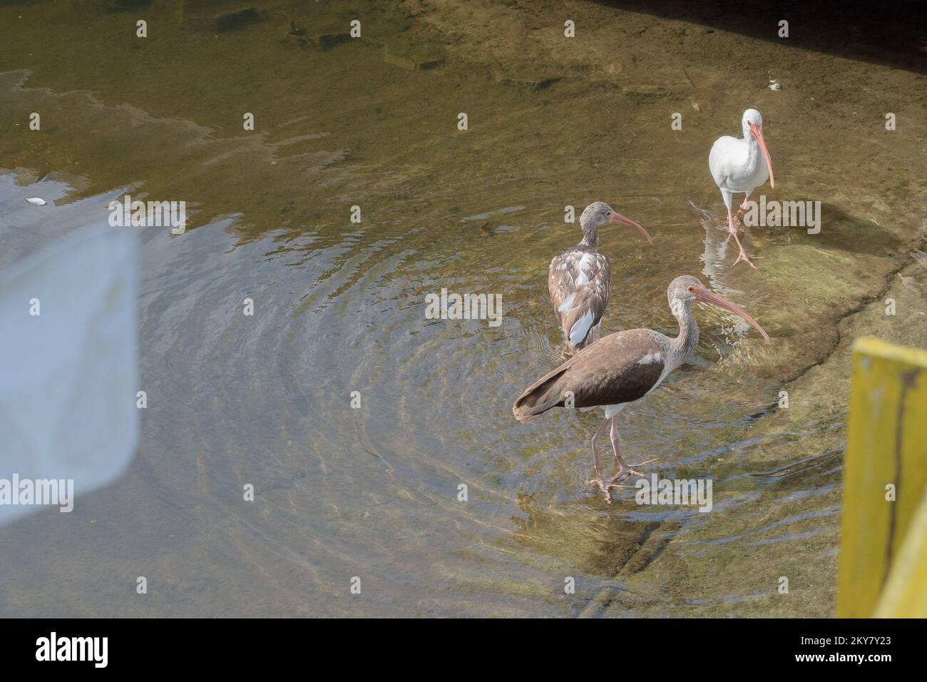Group of ibis hi-res stock photography and images - Alamy