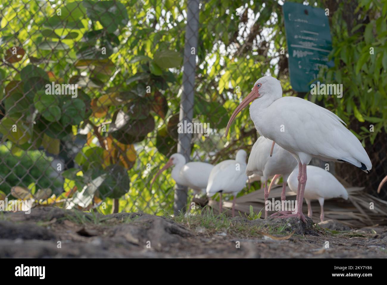 Group of ibis hi-res stock photography and images - Alamy
