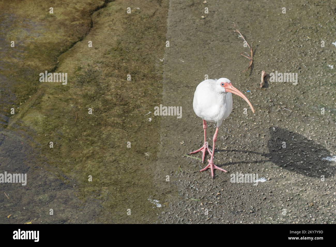 White Ibis Bird walking in water Stock Photo - Alamy