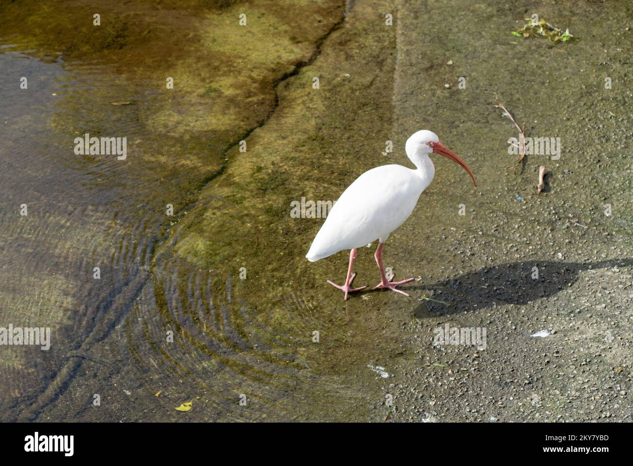 White Ibis bird in pond Stock Photo - Alamy