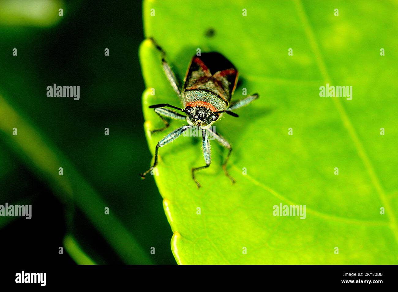 Swan plant seed bug (Arocatus rusticus Stock Photo - Alamy