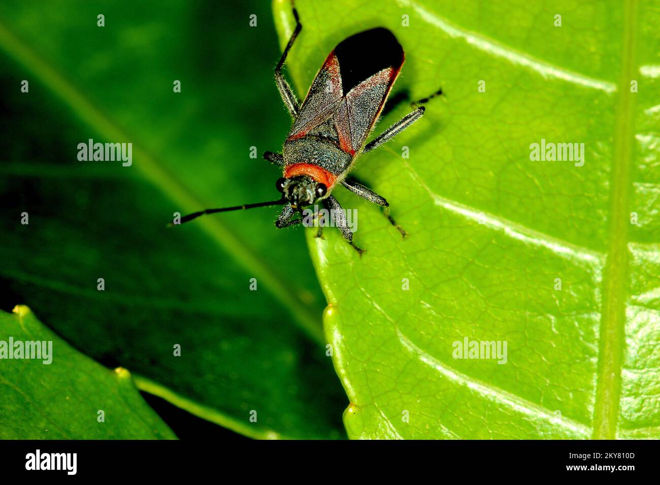 Swan plant seed bug (Arocatus rusticus Stock Photo - Alamy