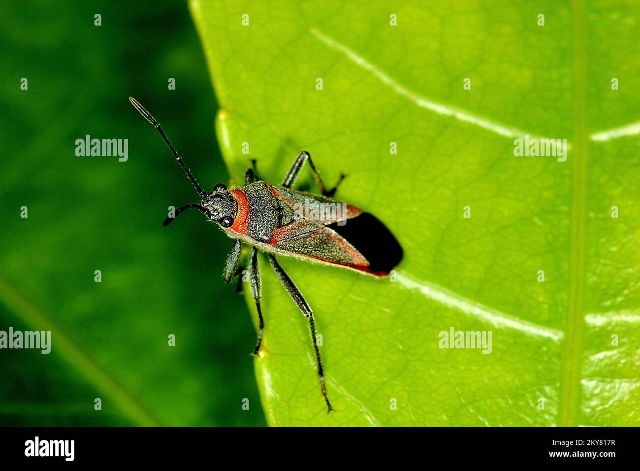 Swan plant seed bug (Arocatus rusticus Stock Photo - Alamy