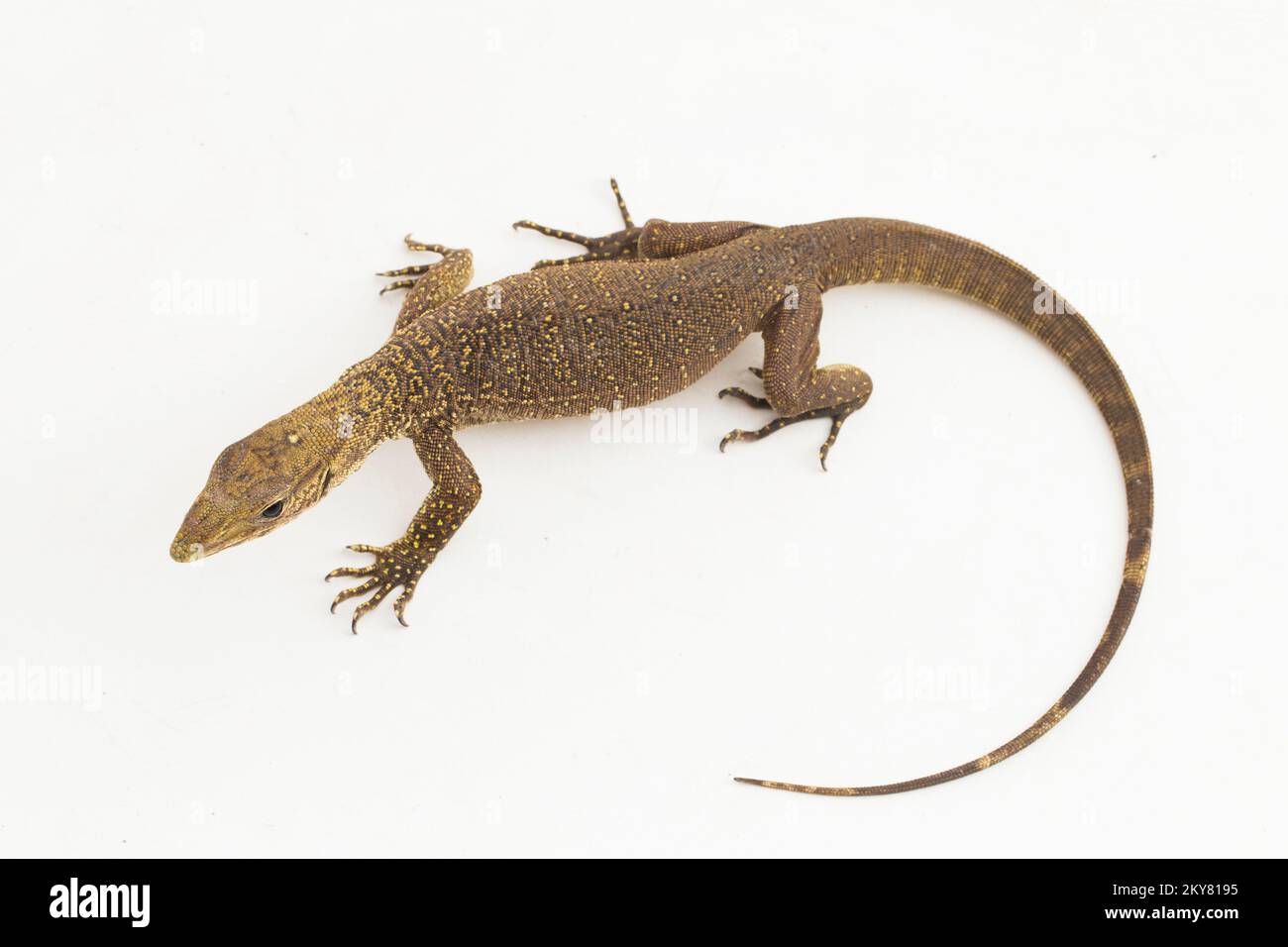 The clouded monitor lizard (Varanus nebulosus) isolated on white ...