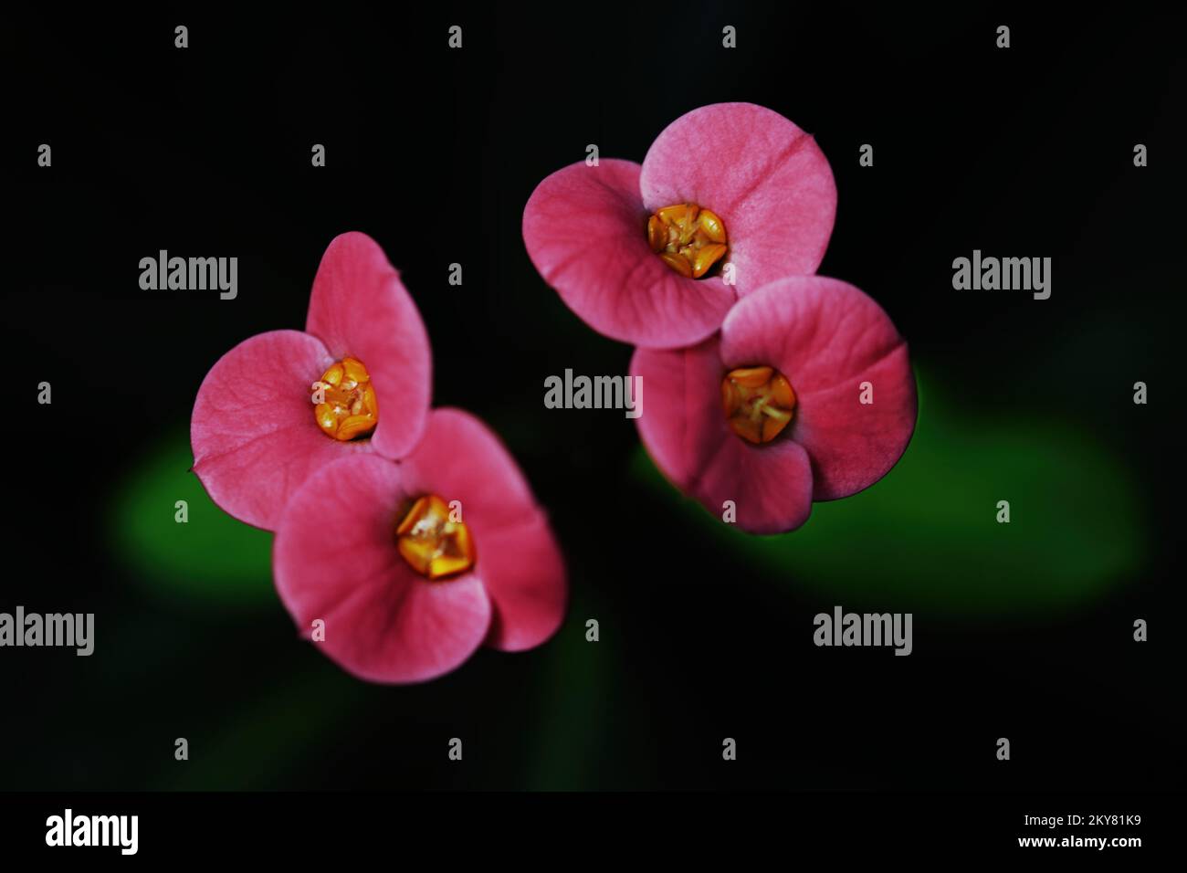 Close up red Crown-of-thorns flower.Common as know Christ plant, or ...