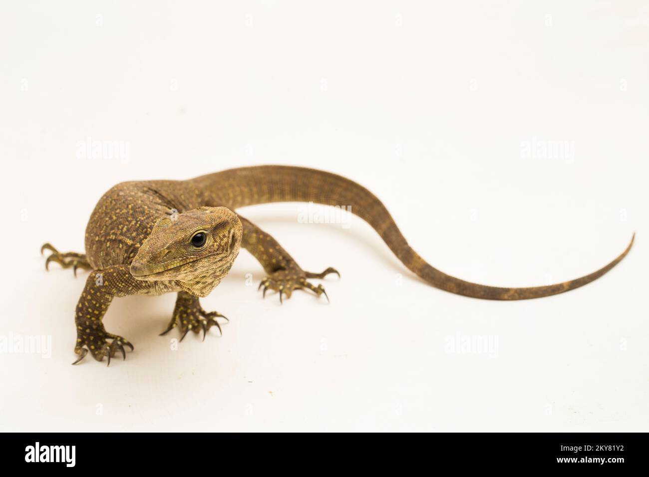 The clouded monitor lizard (Varanus nebulosus) isolated on white ...