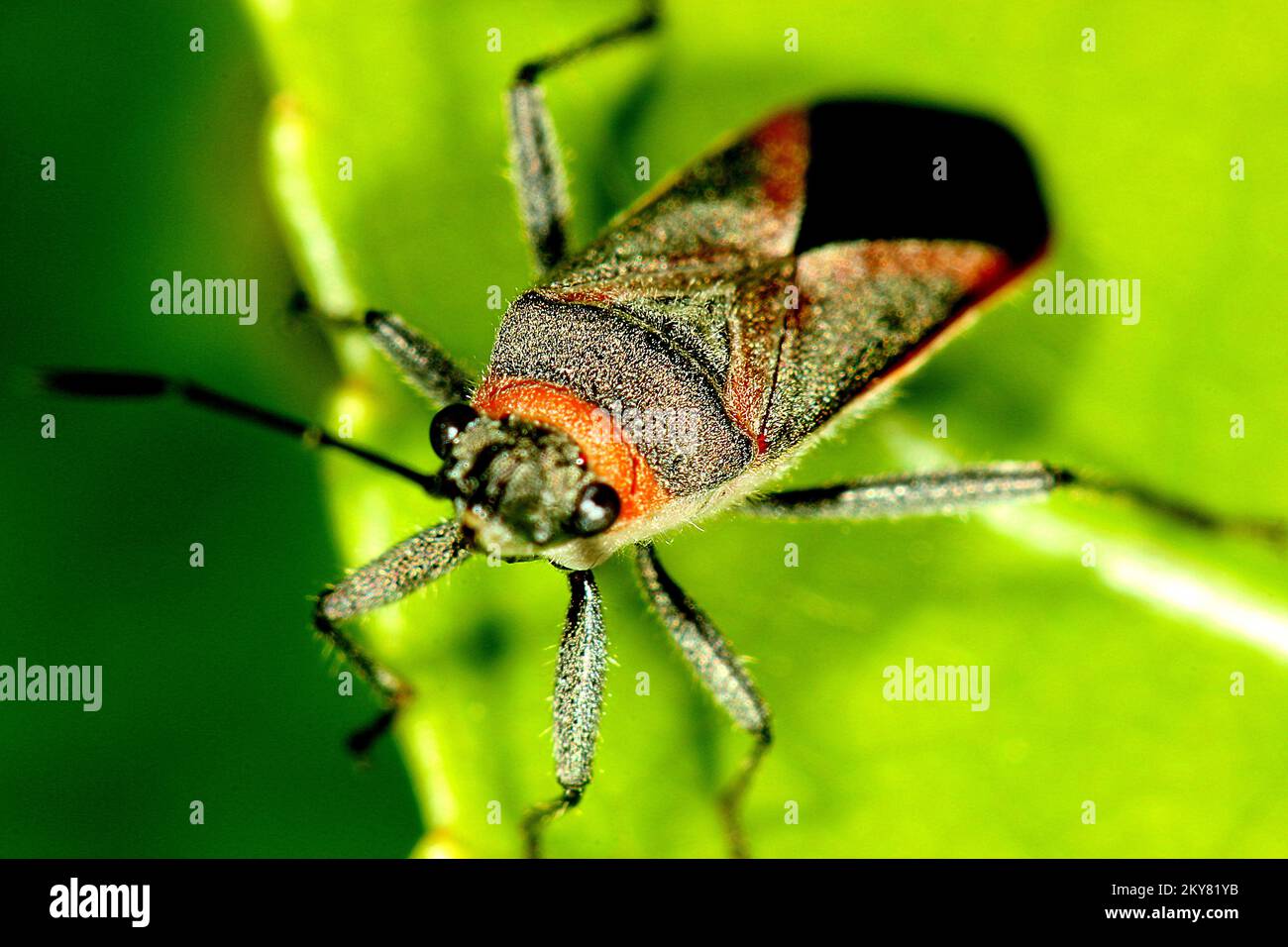 Swan plant seed bug (Arocatus rusticus Stock Photo - Alamy