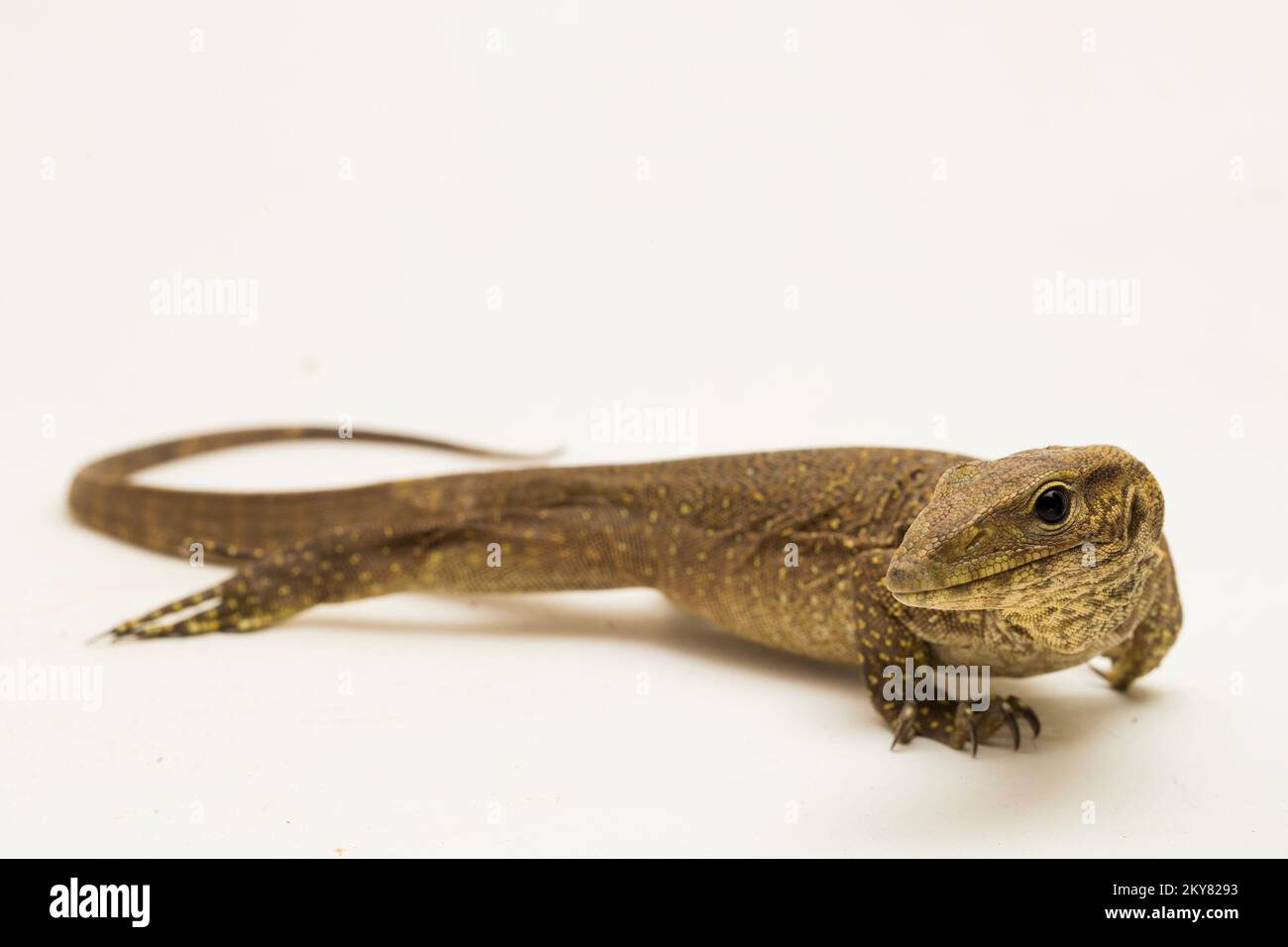 The clouded monitor lizard (Varanus nebulosus) isolated on white ...