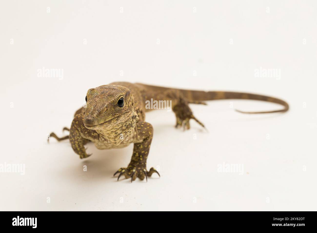The clouded monitor lizard (Varanus nebulosus) isolated on white ...