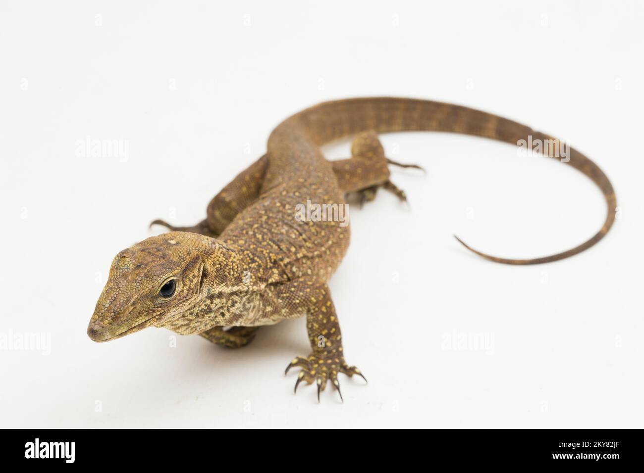 The clouded monitor lizard (Varanus nebulosus) isolated on white ...