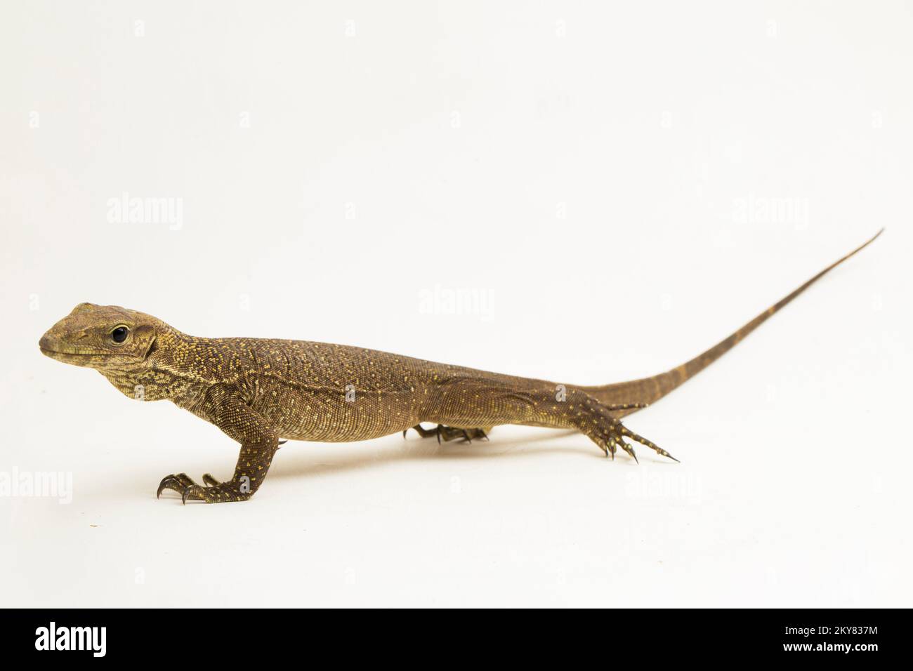 The clouded monitor lizard (Varanus nebulosus) isolated on white ...