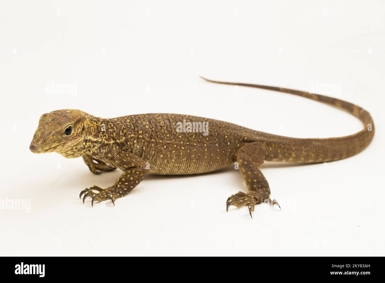 The clouded monitor lizard (Varanus nebulosus) isolated on white ...