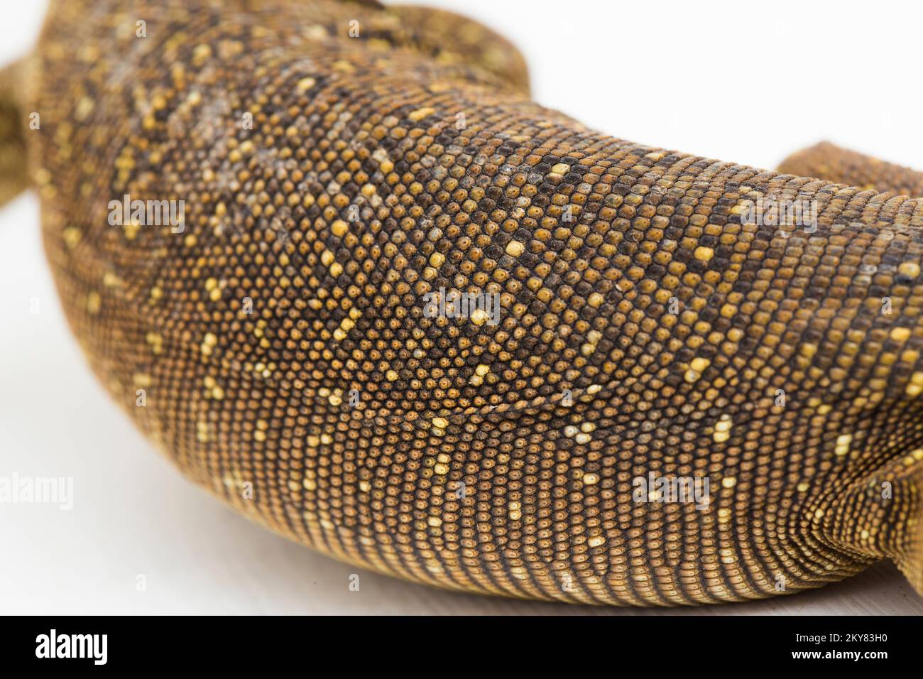 The clouded monitor lizard (Varanus nebulosus) isolated on white ...