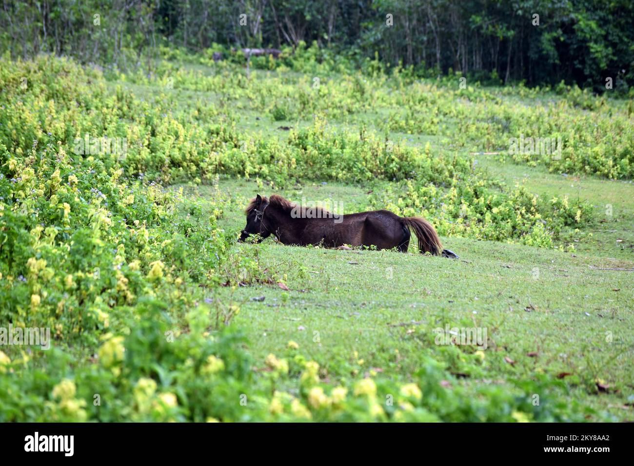 Mountains of timor leste hi-res stock photography and images - Alamy