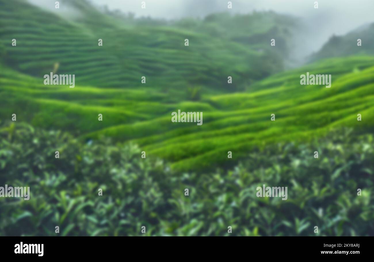 Blurred image of tea plantations background in the morning, Tea ...