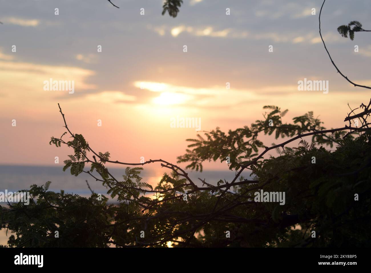 Timor springs hi-res stock photography and images - Alamy