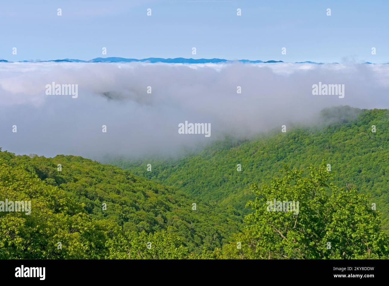 Morning Fog Evaporating in the Sun Along the Blue Ridge Parkway in ...