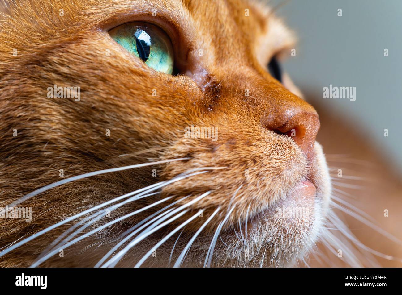 An Abyssinian cat stares intently out a window Stock Photo - Alamy