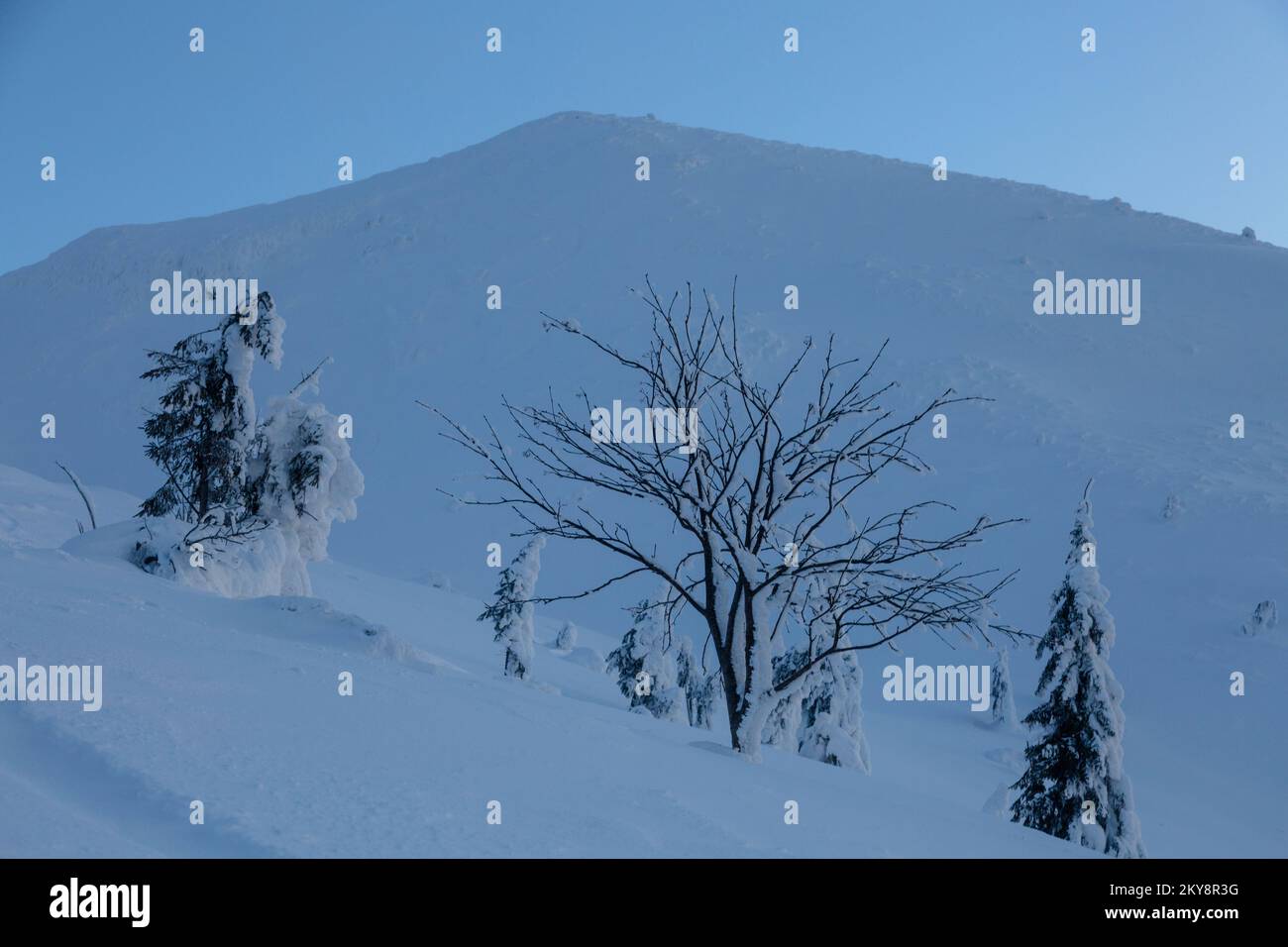 Black tree silhouette on the background of a snowy mountain - winter ...