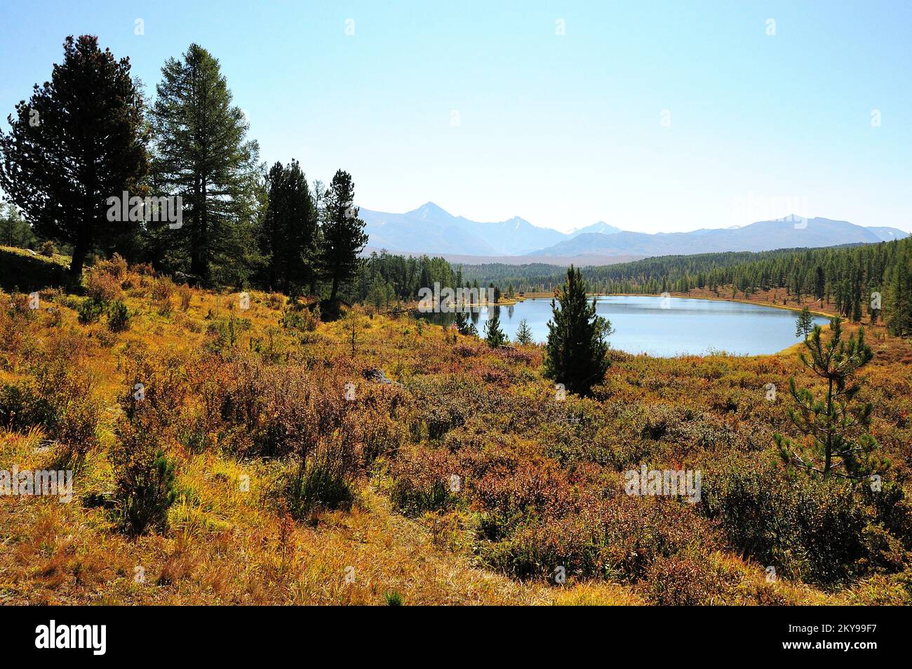 A beautiful small lake in a lowland on a hillside overgrown with pine ...