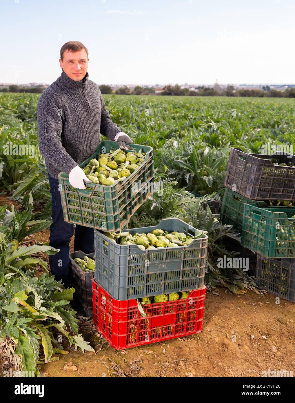 Farmer stocking boxes with artichokes on the field Stock Photo - Alamy
