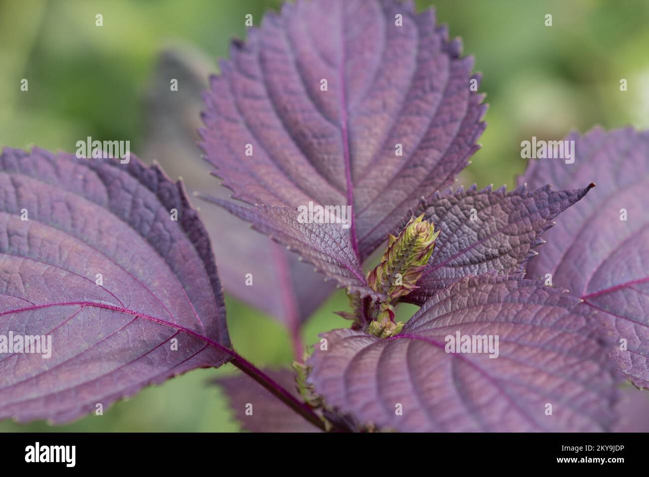 Flowers and leaves of shiso herb plant Stock Photo - Alamy