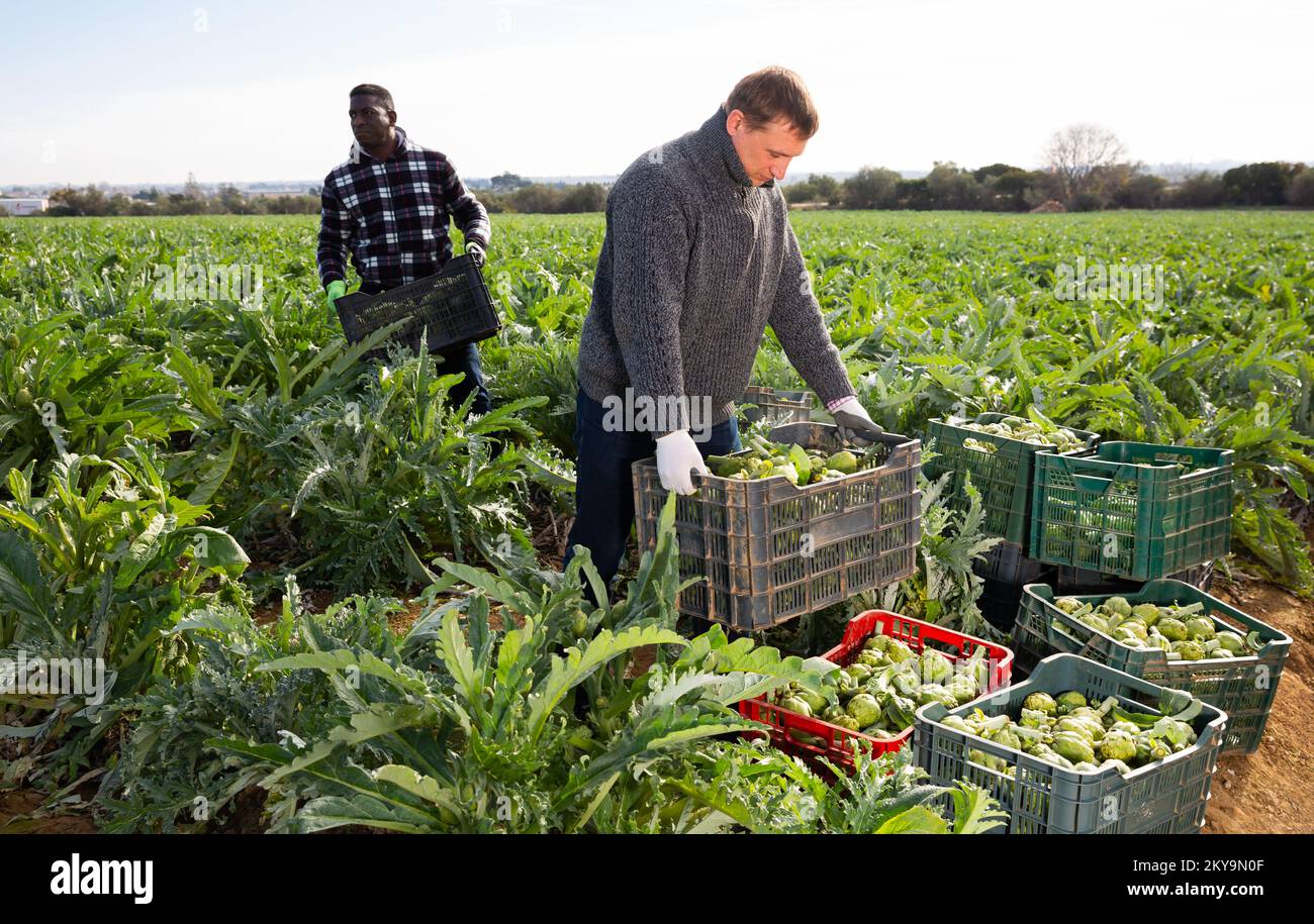 Farm workers stacking crates with artichokes Stock Photo - Alamy