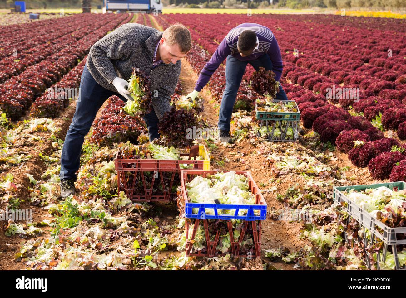 Male workers harvesting lettuce on the field and put in boxes Stock ...