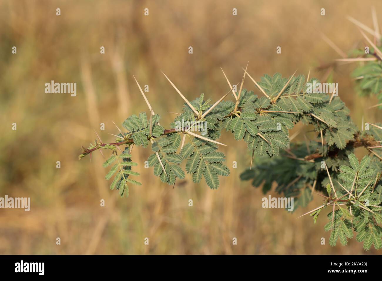 Gum arabic tree, Vachellia nilotica, Acacia nilotica, Babul, Thorn ...