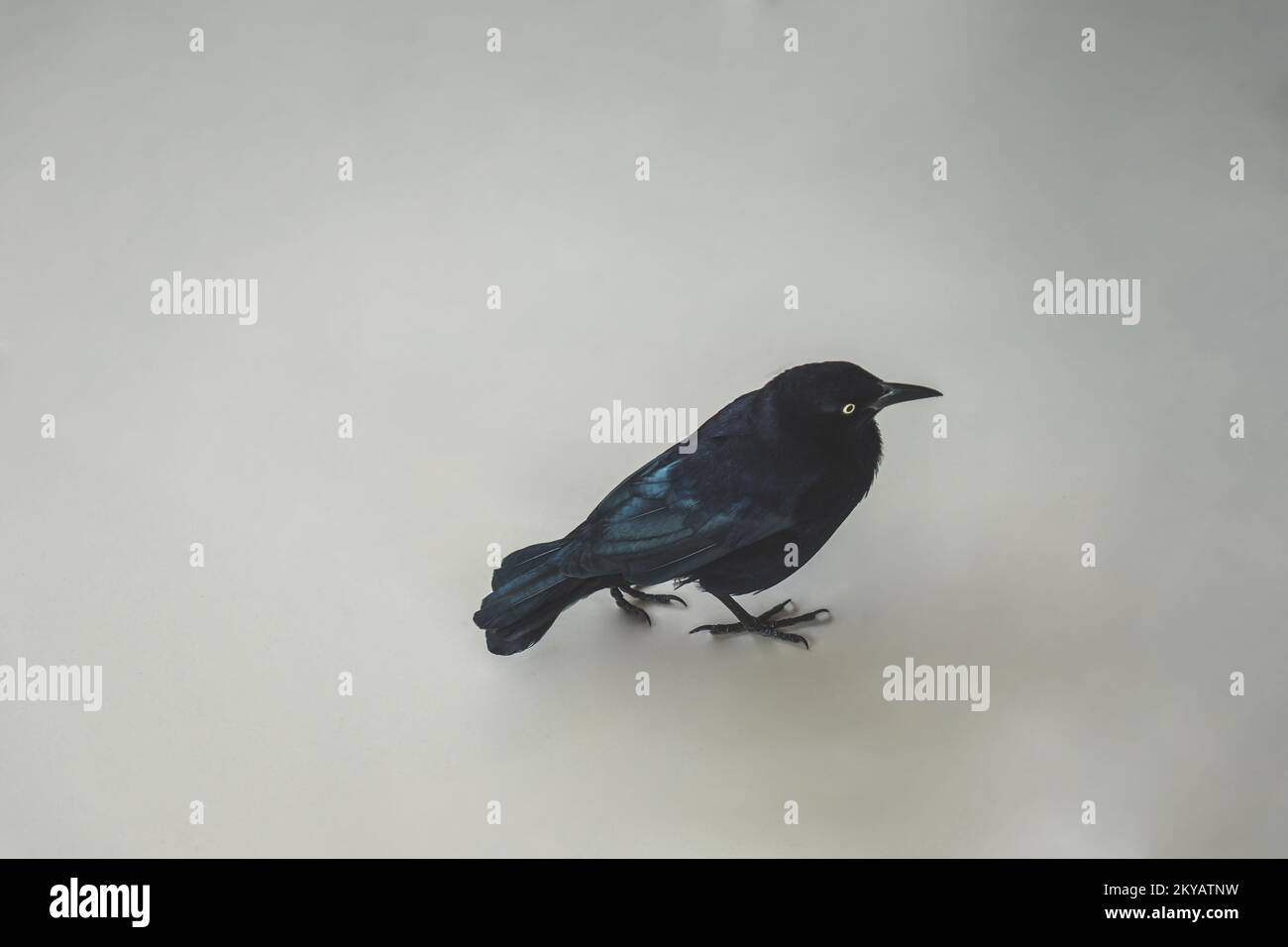 Gray corvid hi-res stock photography and images - Alamy