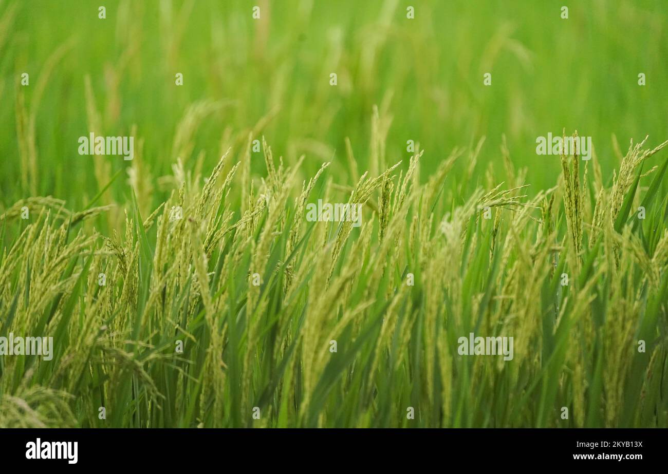Fresh raw rice paddy plant on green grass field. close up shot ...