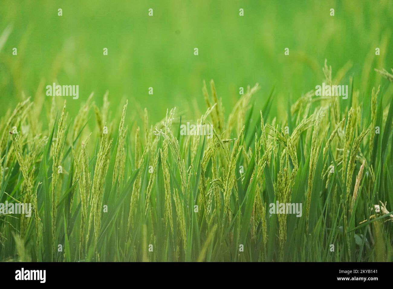 Fresh raw rice paddy plant on green grass field. close up shot ...