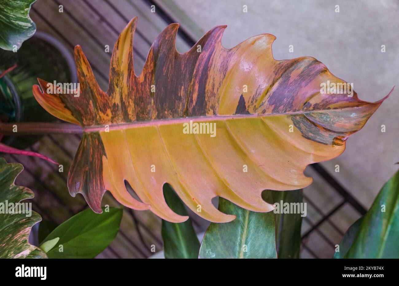 Stunning variegated leaf of Philodendron Caramel Marble, a rare ...
