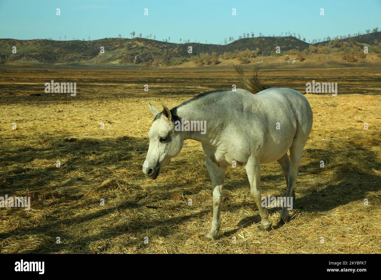 After catastrophic wildfires burned thousands of acres of pastures ...