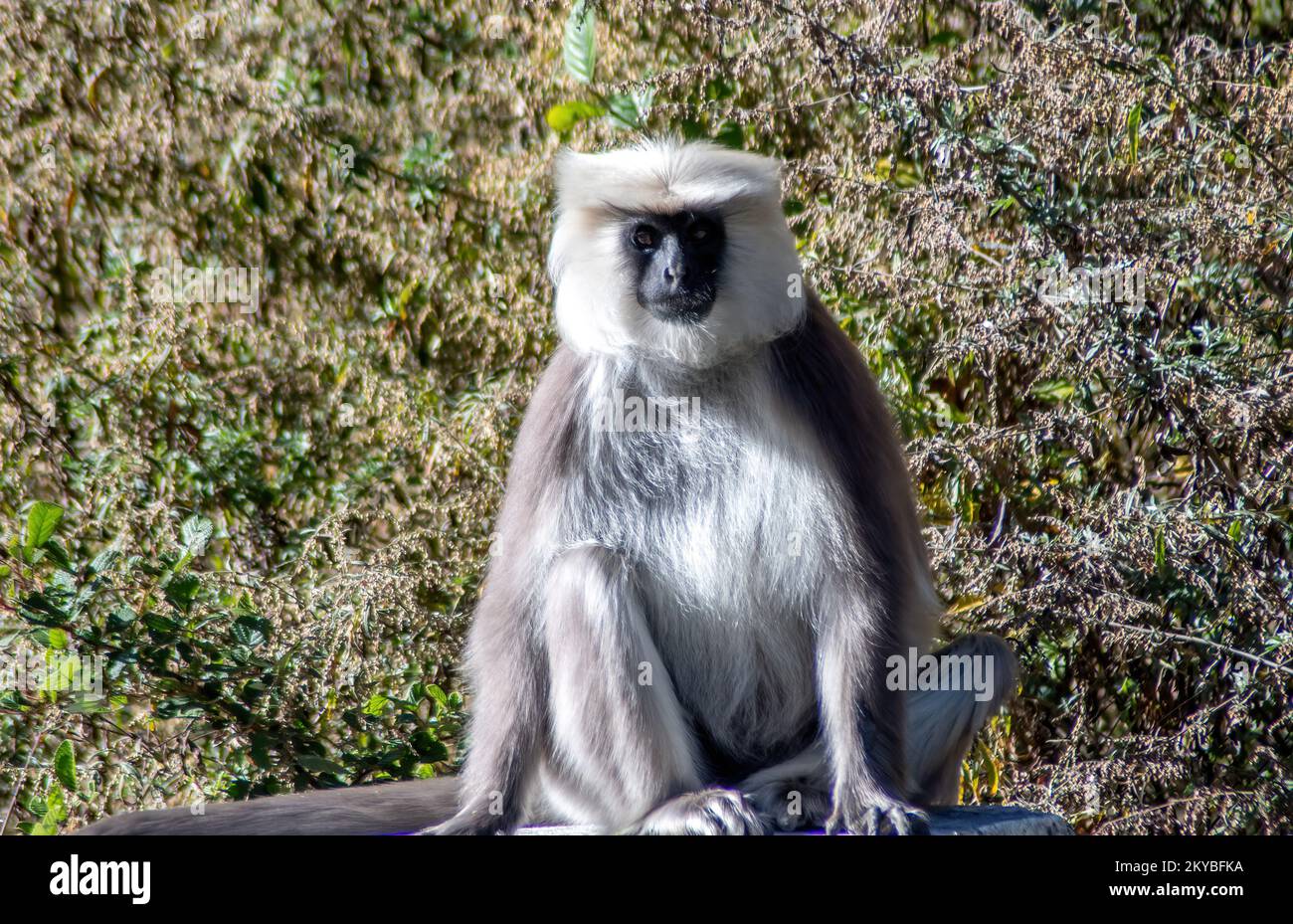 Grey Langur in the forest of Bhutan Stock Photo - Alamy