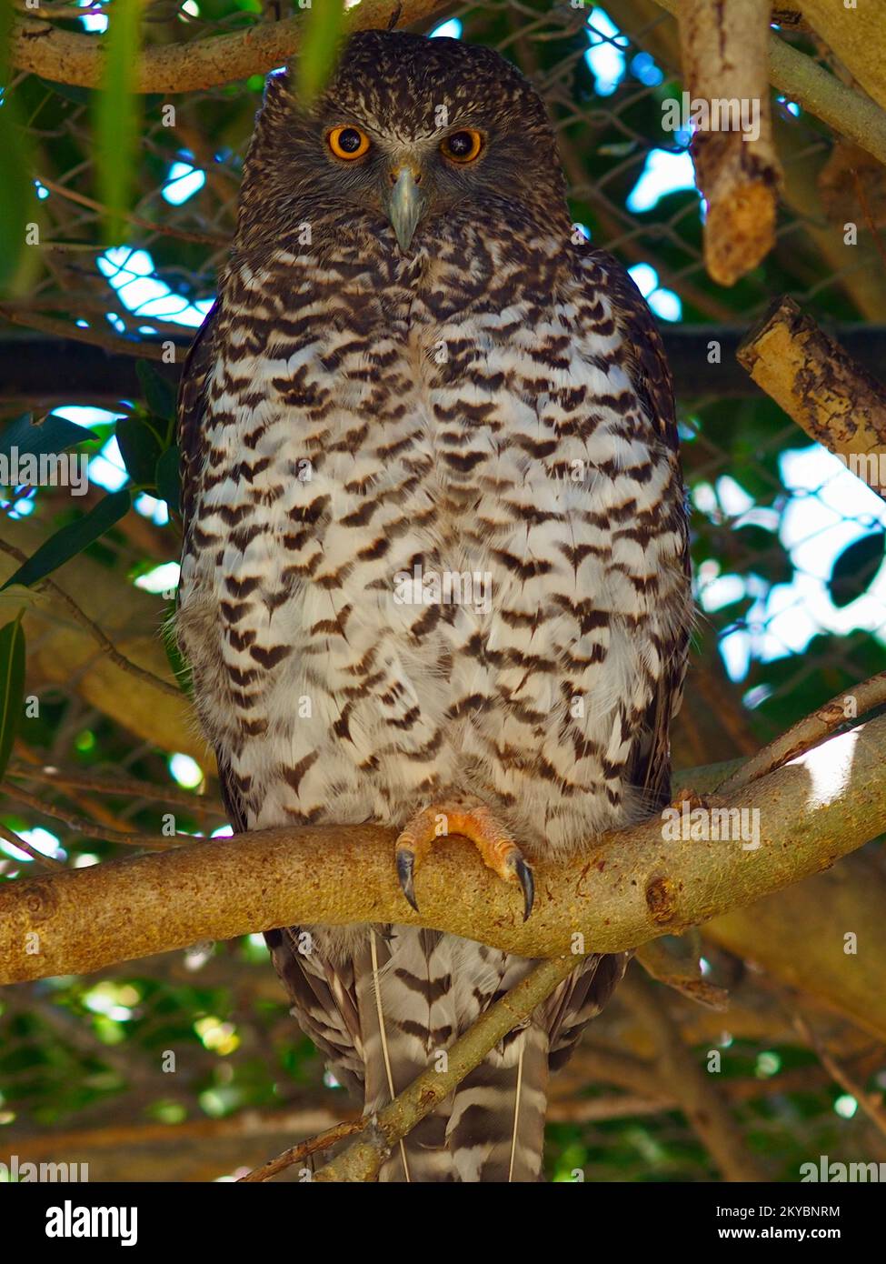 Quick-witted vigilant Powerful Owl with bright yellow eyes ...