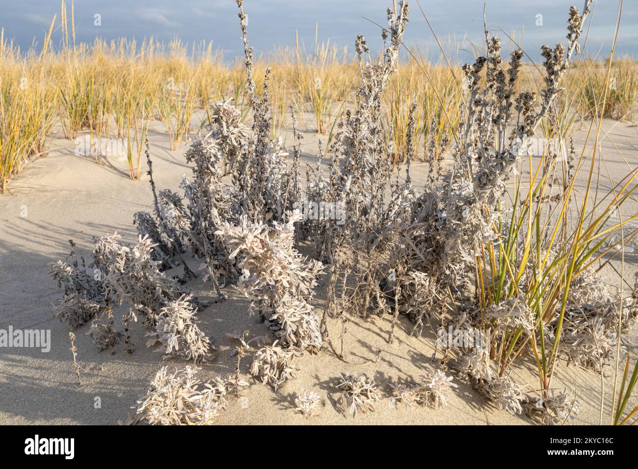 Dusty Miller - Artemisia stelleriana Stock Photo - Alamy